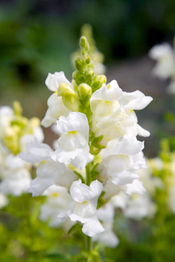 Fleur Blanche De Muflier Dans Le Jardin Image stock - Image du pré ...