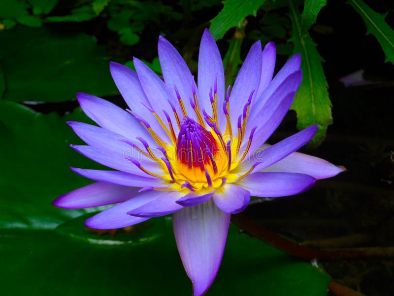 3,297 Fleur De Lys Photos libres de droits et gratuites de Dreamstime