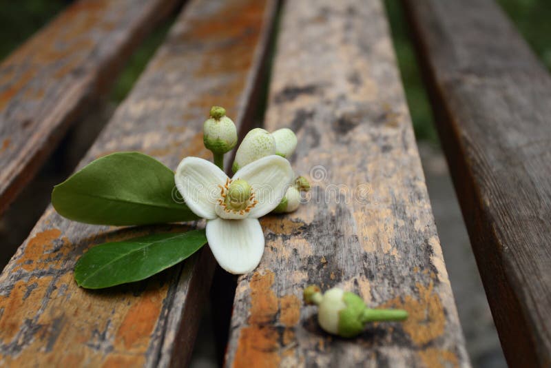 Fleur De Pamplemousse Sur La Chaise En Bois Image stock - Image du ...
