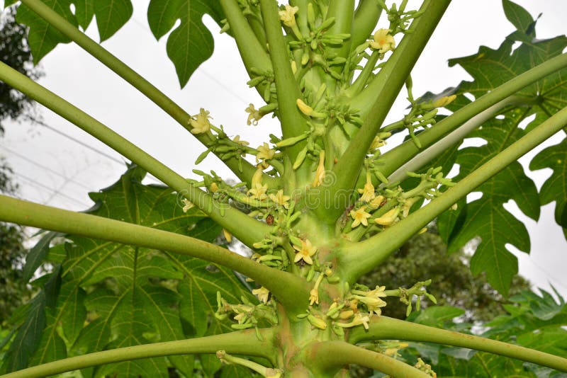 Fleur du papayer image stock. Image du fleuraison, fruit - 85170595