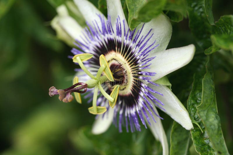 Fleur de passion photo stock. Image du fleur, exotique - 3080748