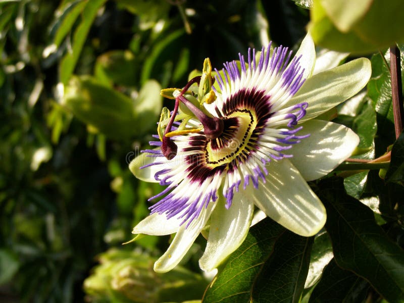 Fleur rose de passion image stock. Image du grimpeur, pollen - 3026147