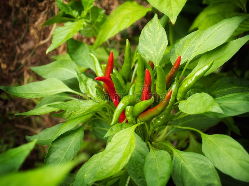 7,986 Fleur De Piment Photos libres de droits et gratuites de Dreamstime