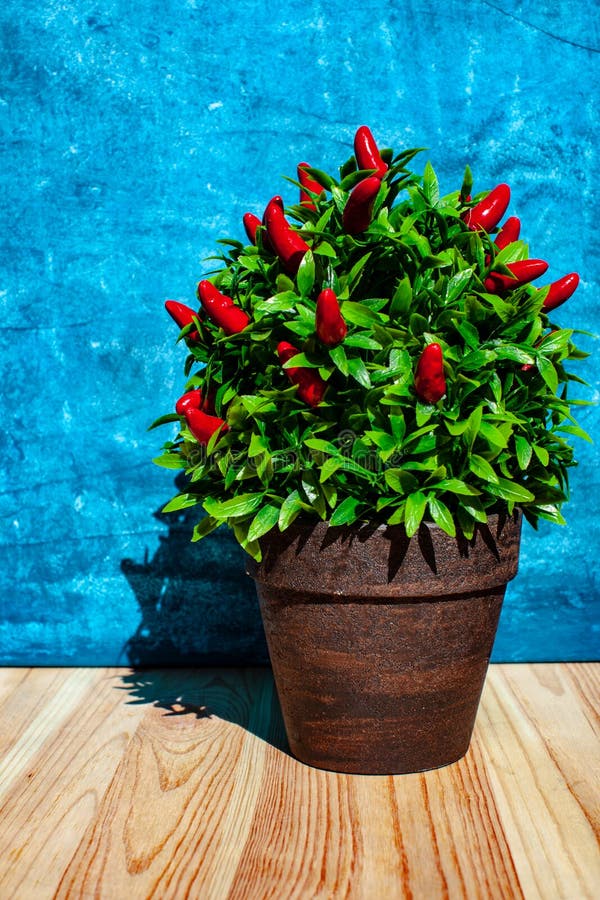 Fleur De Piment D'un Arbre De Piment Image stock - Image du lorsque ...