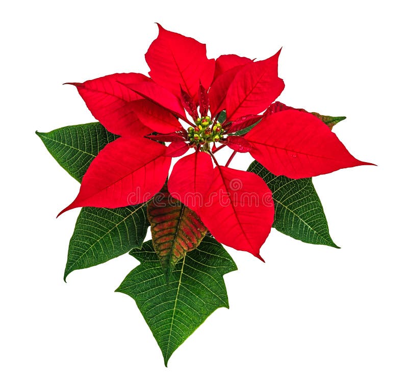 Grande Fleur Rouge De Poinsettia Dans Un Buisson Photo stock - Image du ...