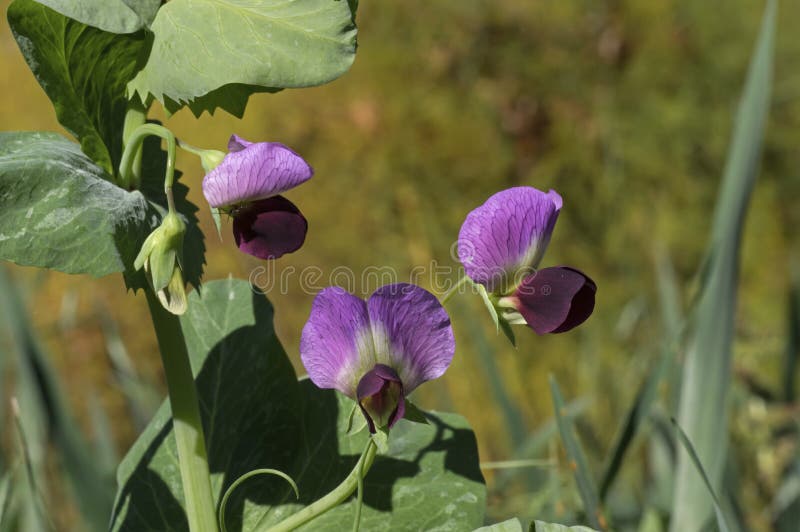Fleur de pois fourrager photo stock. Image du fleuron - 61882674