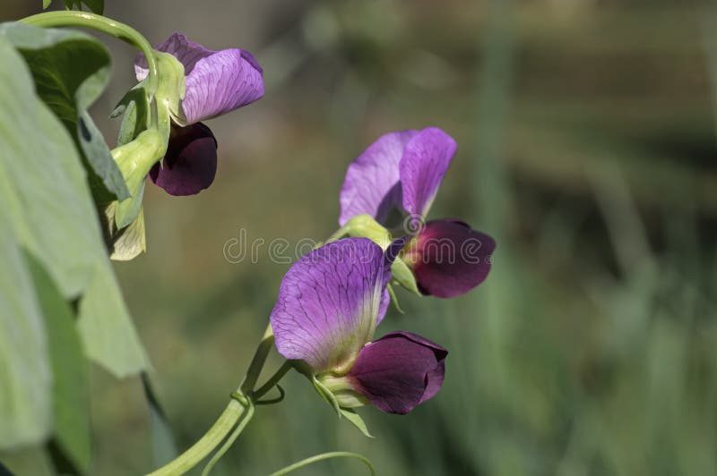 Fleur de pois fourrager photo stock. Image du fleuron - 61882674