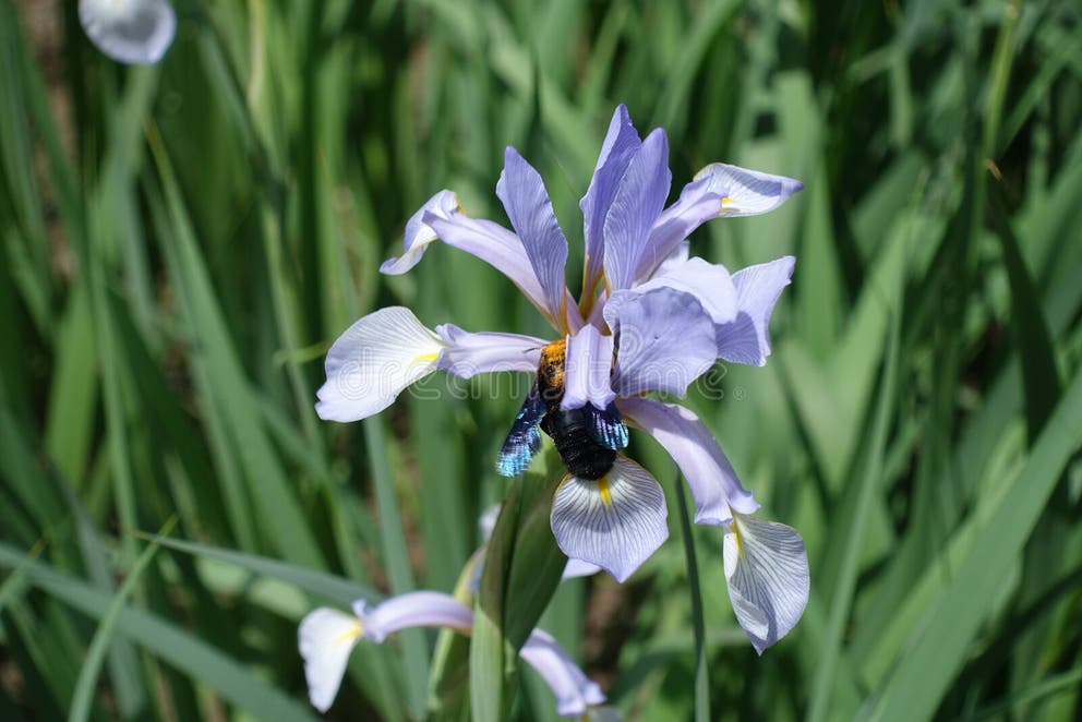 Fleur De Pollination D'abeille De Charpentier D'iris De Papillon Photo ...