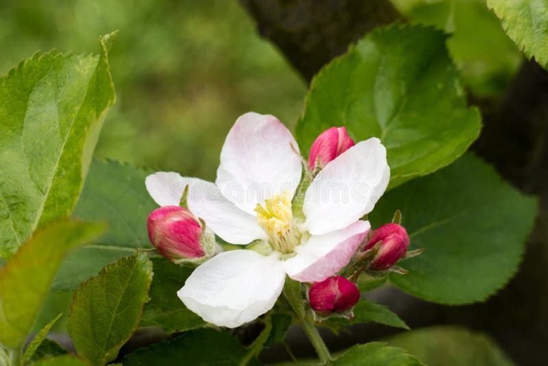 Fleur de pommier sauvage photo stock. Image du pétales - 71674778