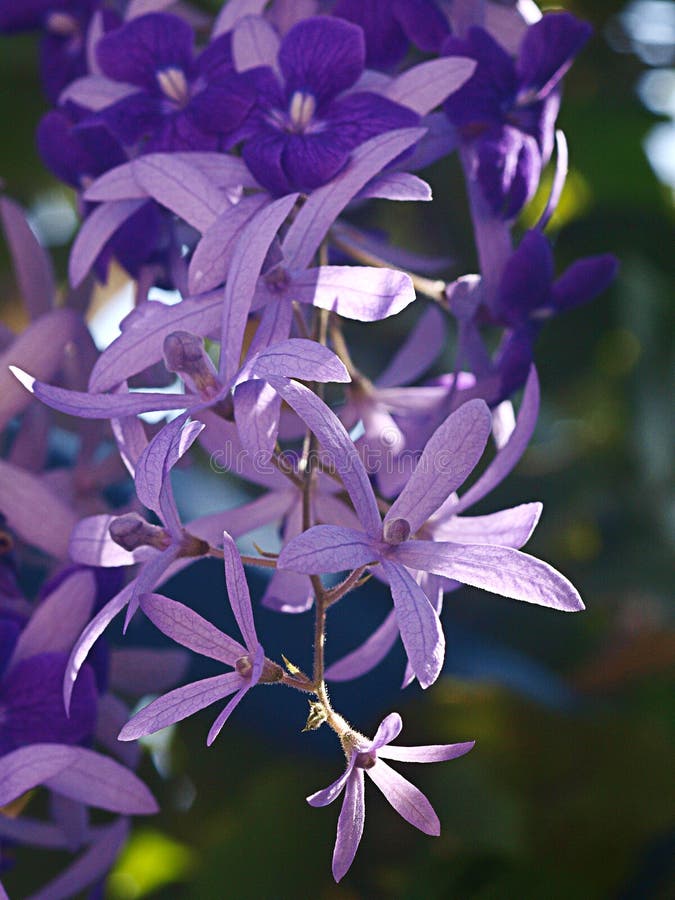 Fleur De Pourpre De Volubilis De Petrea Photo stock - Image du temps ...