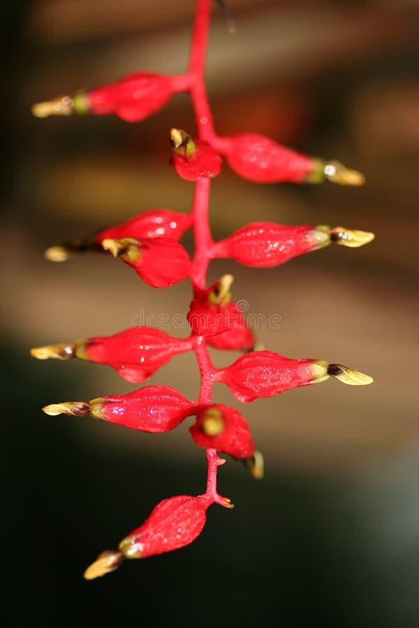 Fleur De Queue De Dragon Juste Avant La Fleur Image stock - Image du ...