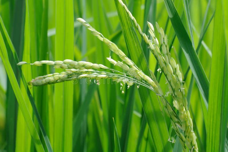 Fleur de riz photo stock. Image du vert, closeup, fond - 18367614