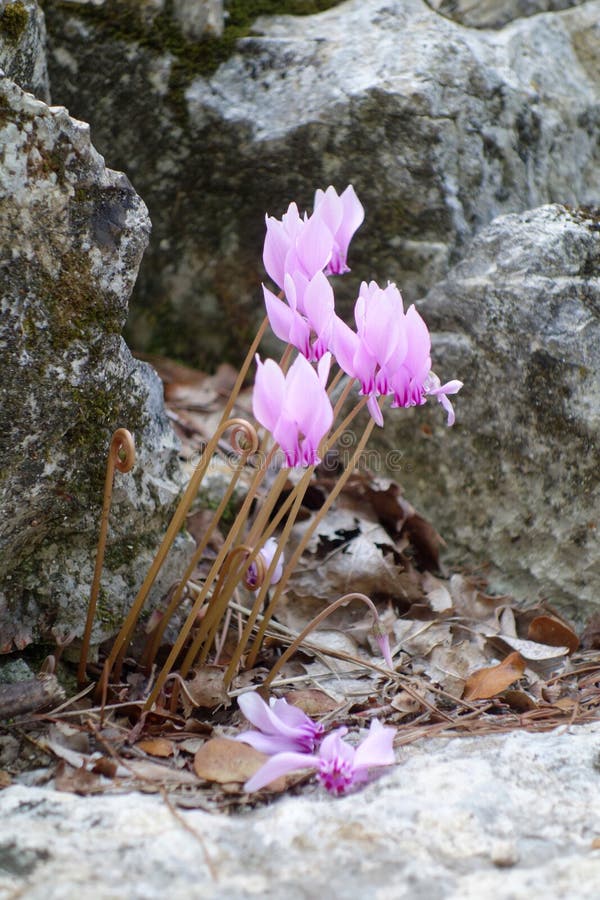 Fleur de roche rose image stock. Image du rocheux, pierres - 156081709