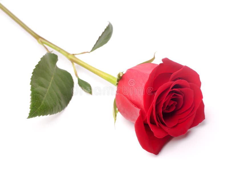 Rose seule image stock. Image du couleur, jour, amour - 45826431