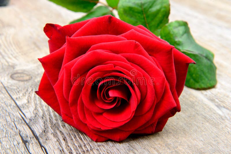 Fleur De Rose Pour La Saint-Valentin Image stock - Image du amour, rose ...