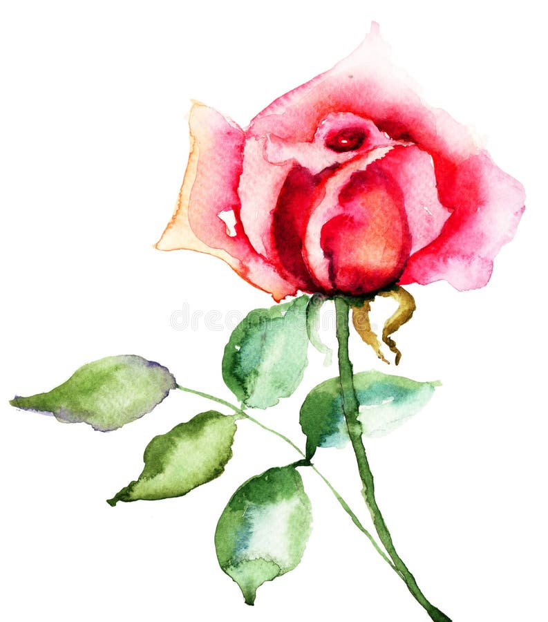 Fleur de Rose rouge illustration stock. Illustration du rouge - 30871945