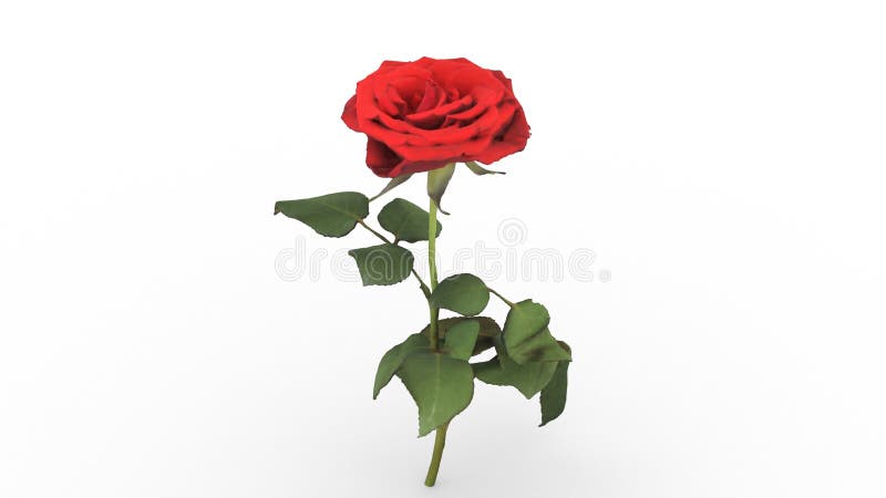 Fleur De Rose Rouge Sur Fond Blanc Illustration Stock - Illustration du ...