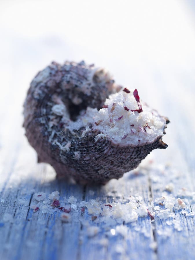 Fleur De Sel Sea Salt in a Shell Stock Image - Image of shell, style ...