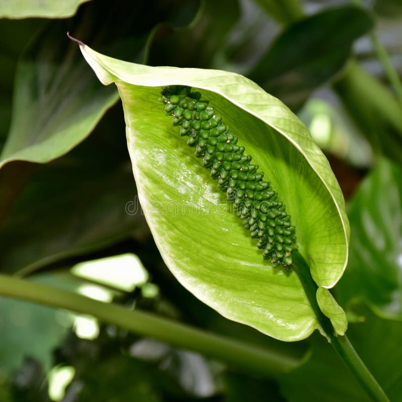 Spatifilium Spathiphyllum photo stock. Image du bourgeon - 163630798