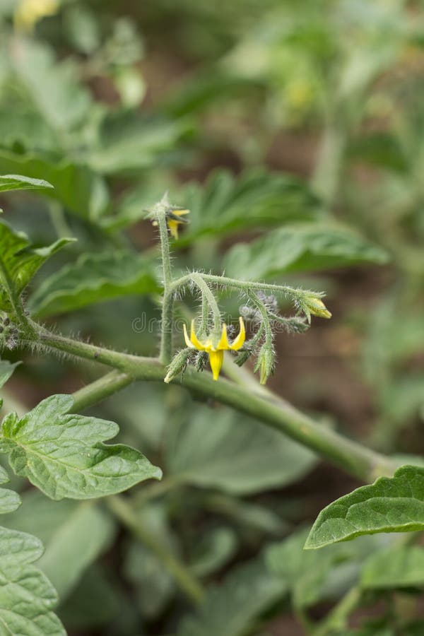 Bourgeon floraux de tomate photo stock. Image du bourgeon - 72154372