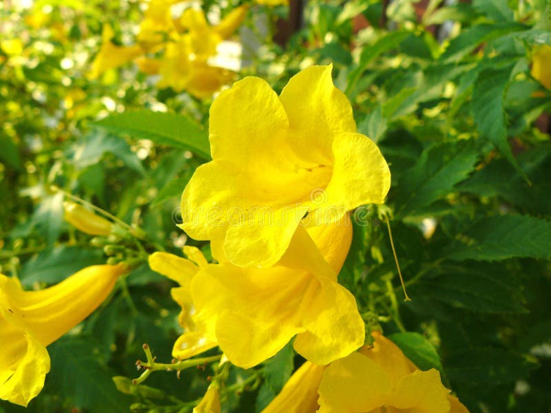 Fleur De Vigne De Griffe De Chats Image stock - Image du normal ...