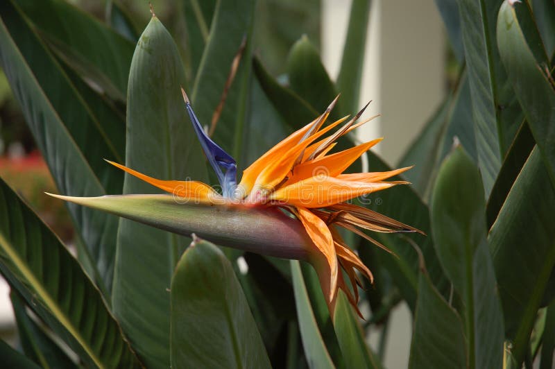 Fleur tropicale exotique image stock. Image du exotique - 23905313