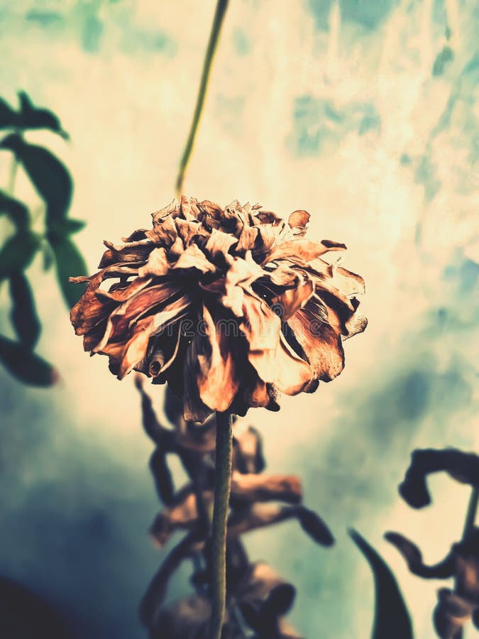 Fleur fanée image stock. Image du détail, fleur, extrémité - 70415831