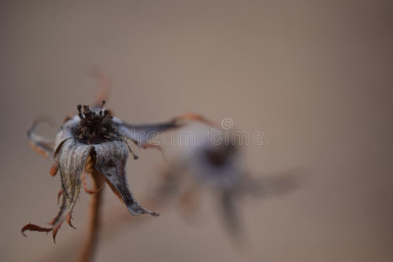 Fleur fanée image stock. Image du fleur, fleuriste, pouce - 169661