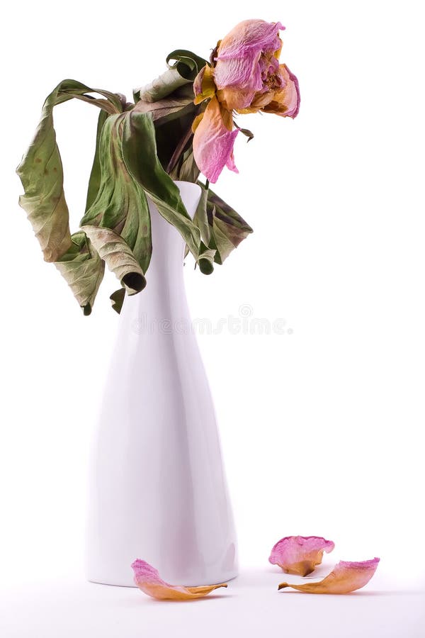 Fleur fanée dans le vase image stock. Image du floral - 58820299