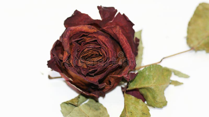 1,152 Fleur Fanée Photos libres de droits et gratuites de Dreamstime