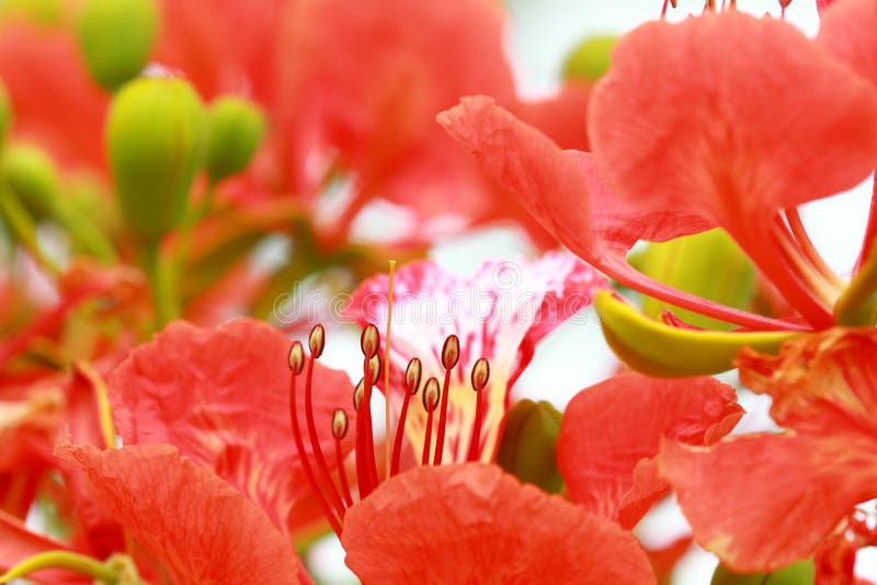 Fleur flamboyante photo stock. Image du botanique, extérieur - 31947950