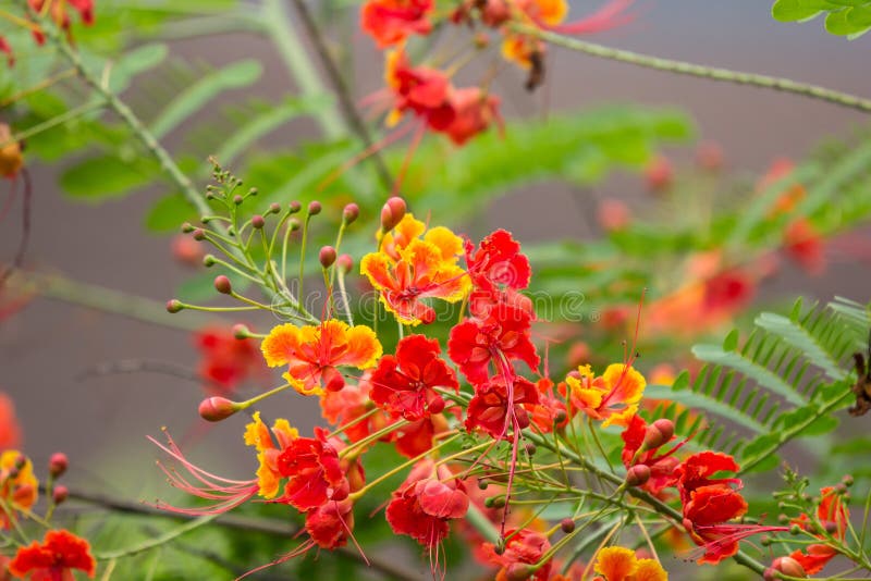 Fleur flamboyante rouge image stock. Image du flamme - 119036553