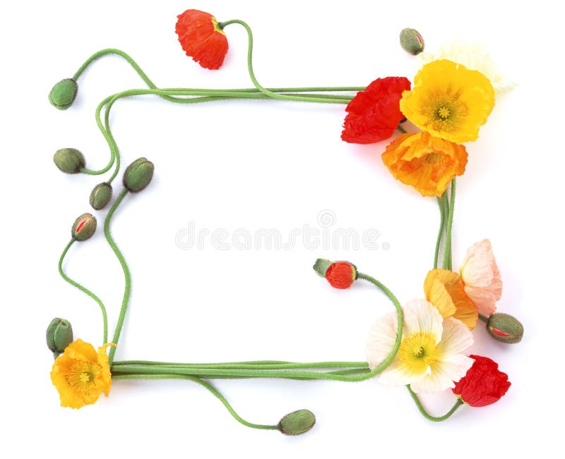 Fleur Frame-2 image stock. Image du image, ramassage, cadre - 2734651