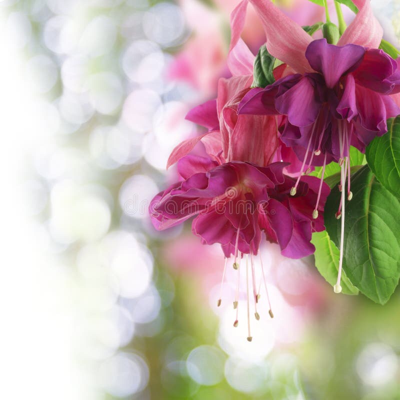 Les Fleurs Fuchsia Roses, Vert Part De L'arbuste, Fin, Bokeh De Tache ...