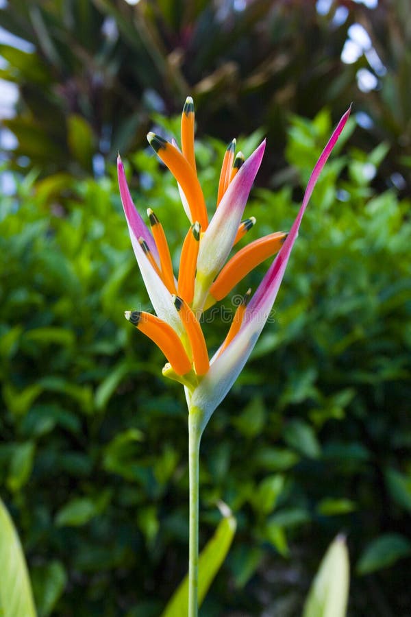 Fleur hawaïenne photo stock. Image du feuillage, était - 13209650