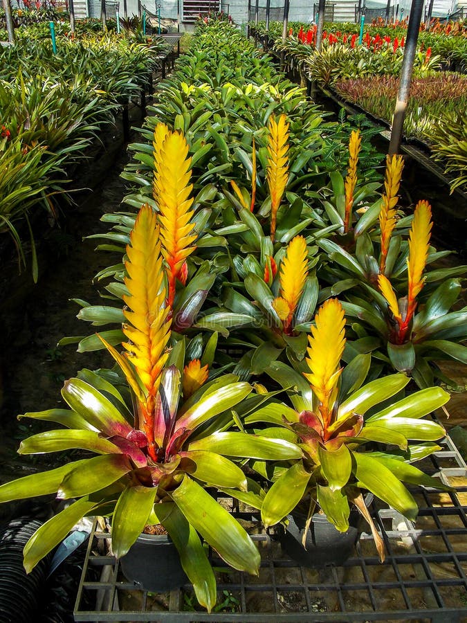 133 Photos de Centrale De Bromelia Dans Le Bac - Photos de stock ...