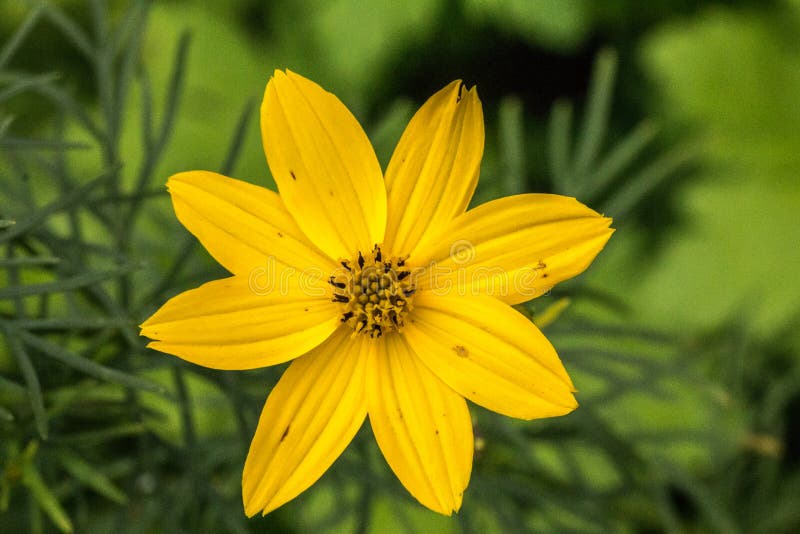 Fleur jaune sur le champ image stock. Image du fleur - 103990375