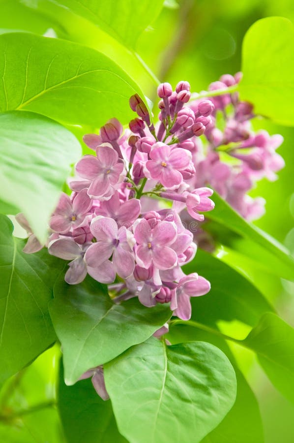 Fleur lilas image stock. Image du bouquet, lilas, couleurs - 19212849