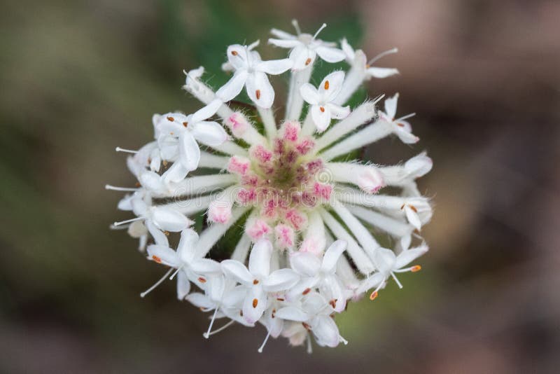 Fleur de riz photo stock. Image du agriculture, ferme - 12115986