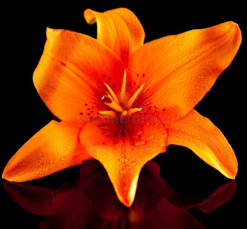 Fleur orange de floraison image stock. Image du surface - 11838969