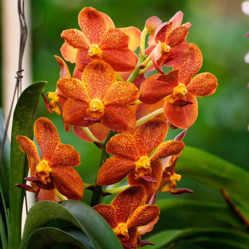Orchidée Rouge-orange Fleur-Vanda Image stock - Image du pétale, rouge ...