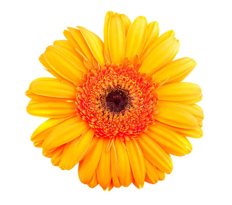 Fleur Orange Simple De Gerbera Photo stock - Image du fleur, simple ...