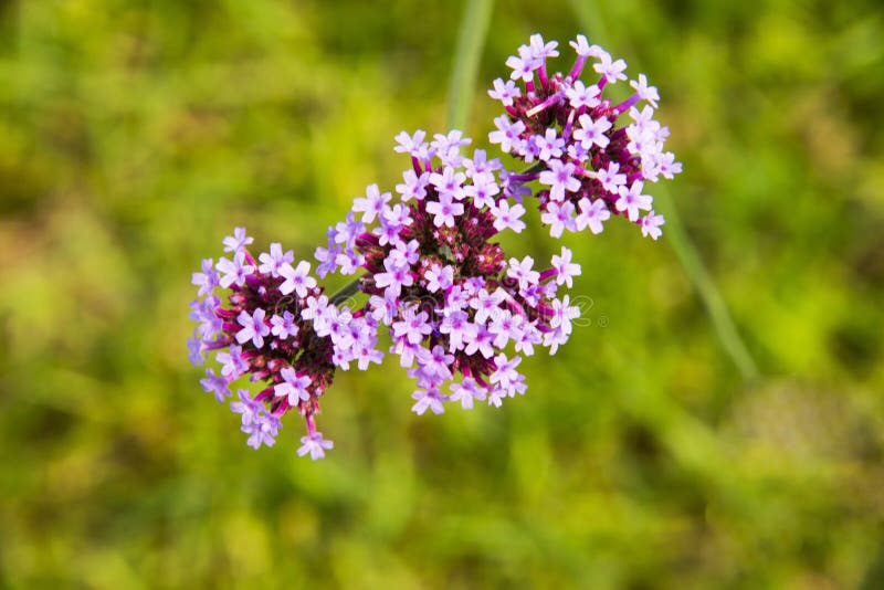Fleur Pourpre, Bonariensis De Verveine Image stock - Image du nature ...