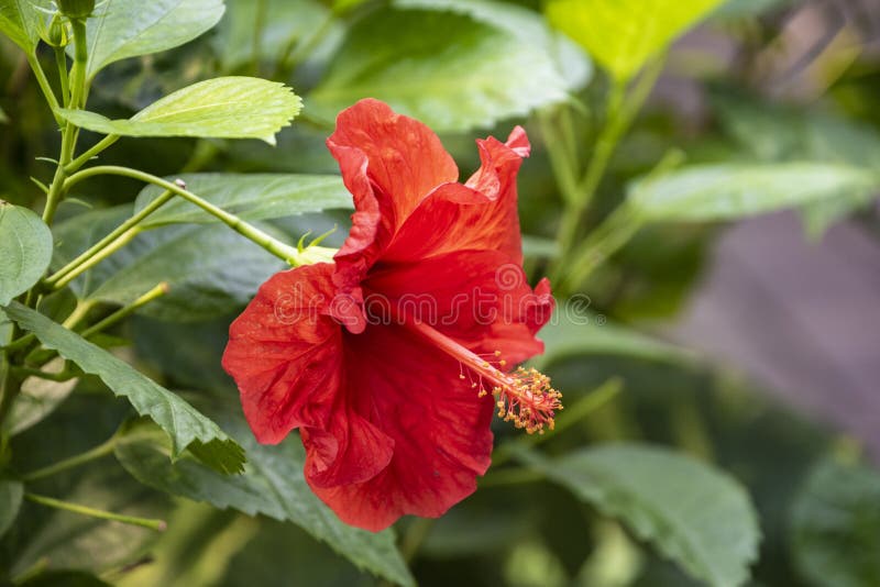 Fleur Rouge Dessus Avec Le Nom Latin Amaryllis Ou Hippeastrum ...