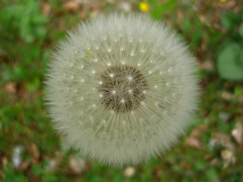 Fleur Ronde Blanche Au Printemps Image stock - Image du allemagne ...