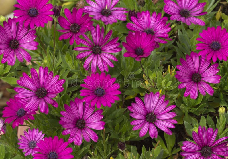 Fleur Rose De La Famille Des Astéracées Ou Composées Image stock ...