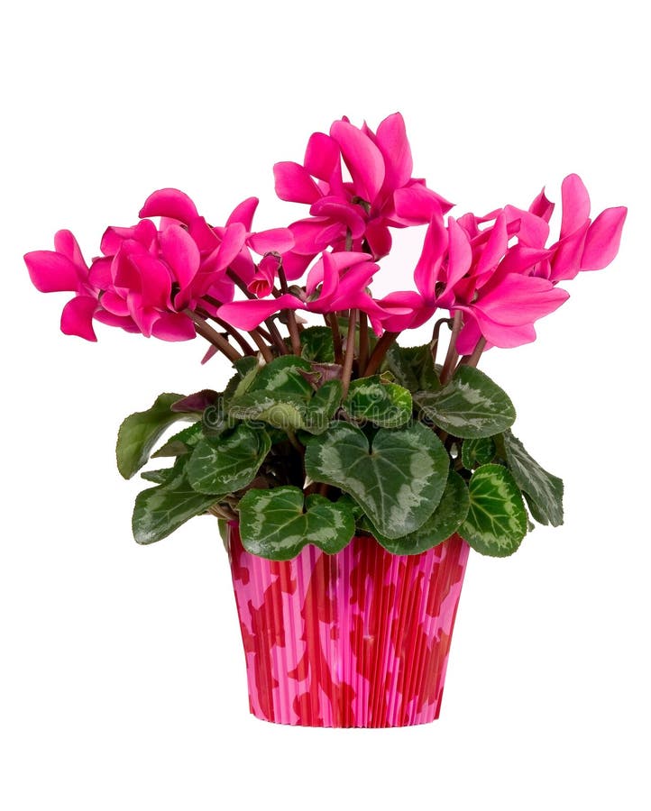 Fleur Rose Dans Le Pot Rouge Photo stock - Image du été, bouquet: 38942738