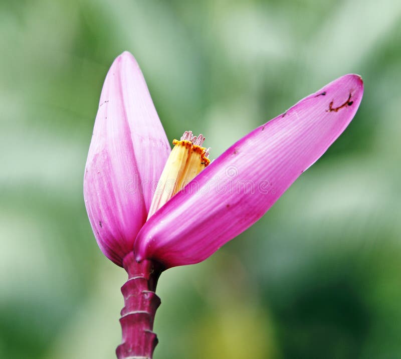 Fleur rose de banane photo stock. Image du floraison - 24831886