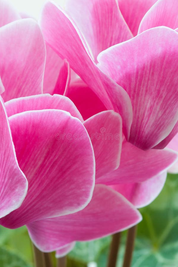 Fleur rose de cyclamen image stock. Image du nature, fermer - 93468953