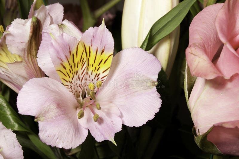 Fleur rose de Freesia photo stock. Image du récupérez - 13698206